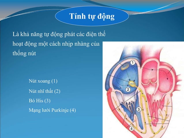 Sinh học cơ thể động vật (Sinh học đại cương) | PPTX