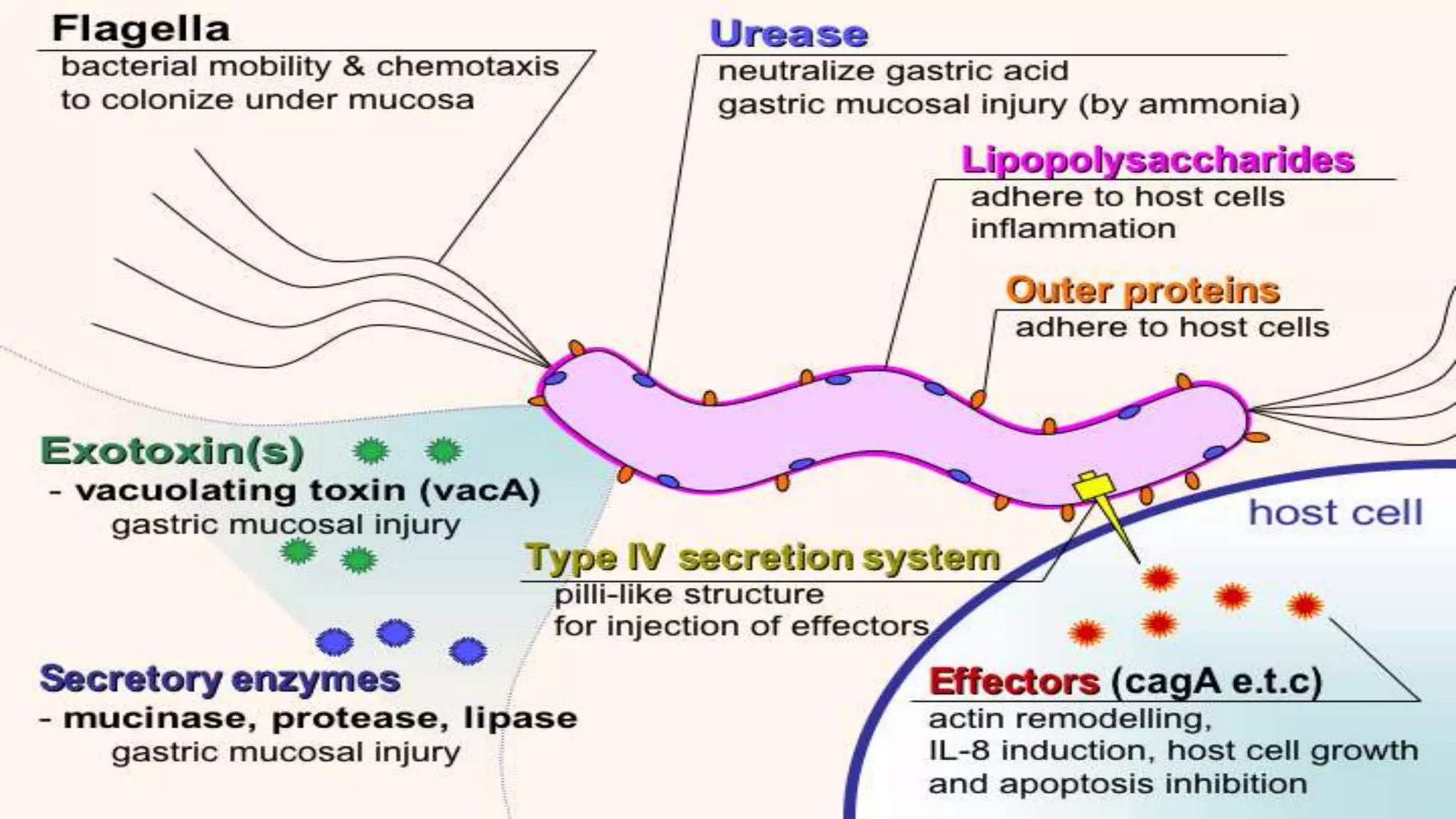 H. pylori | PPTX