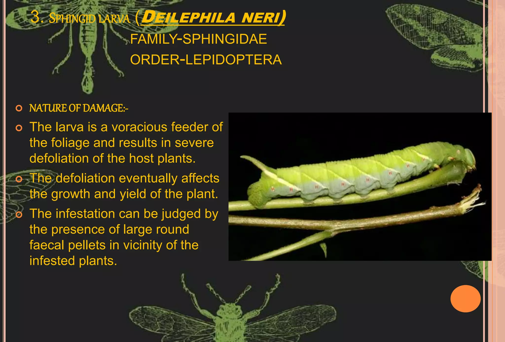 insect pest of medicinal plants and their control.pptx