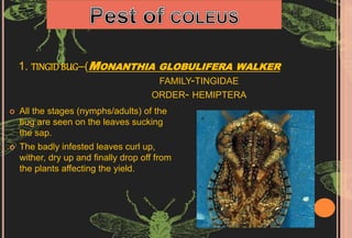 insect pest of medicinal plants and their control.pptx