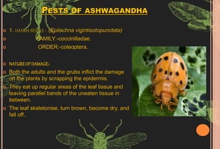 insect pest of medicinal plants and their control.pptx