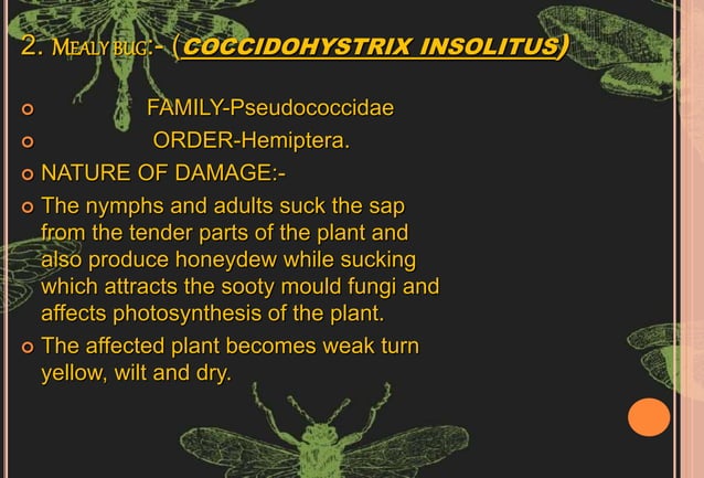 insect pest of medicinal plants and their control.pptx | Beekeeping ...