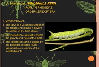 insect pest of medicinal plants and their control.pptx