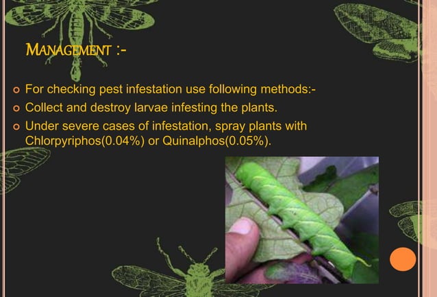 insect pest of medicinal plants and their control.pptx | Beekeeping ...