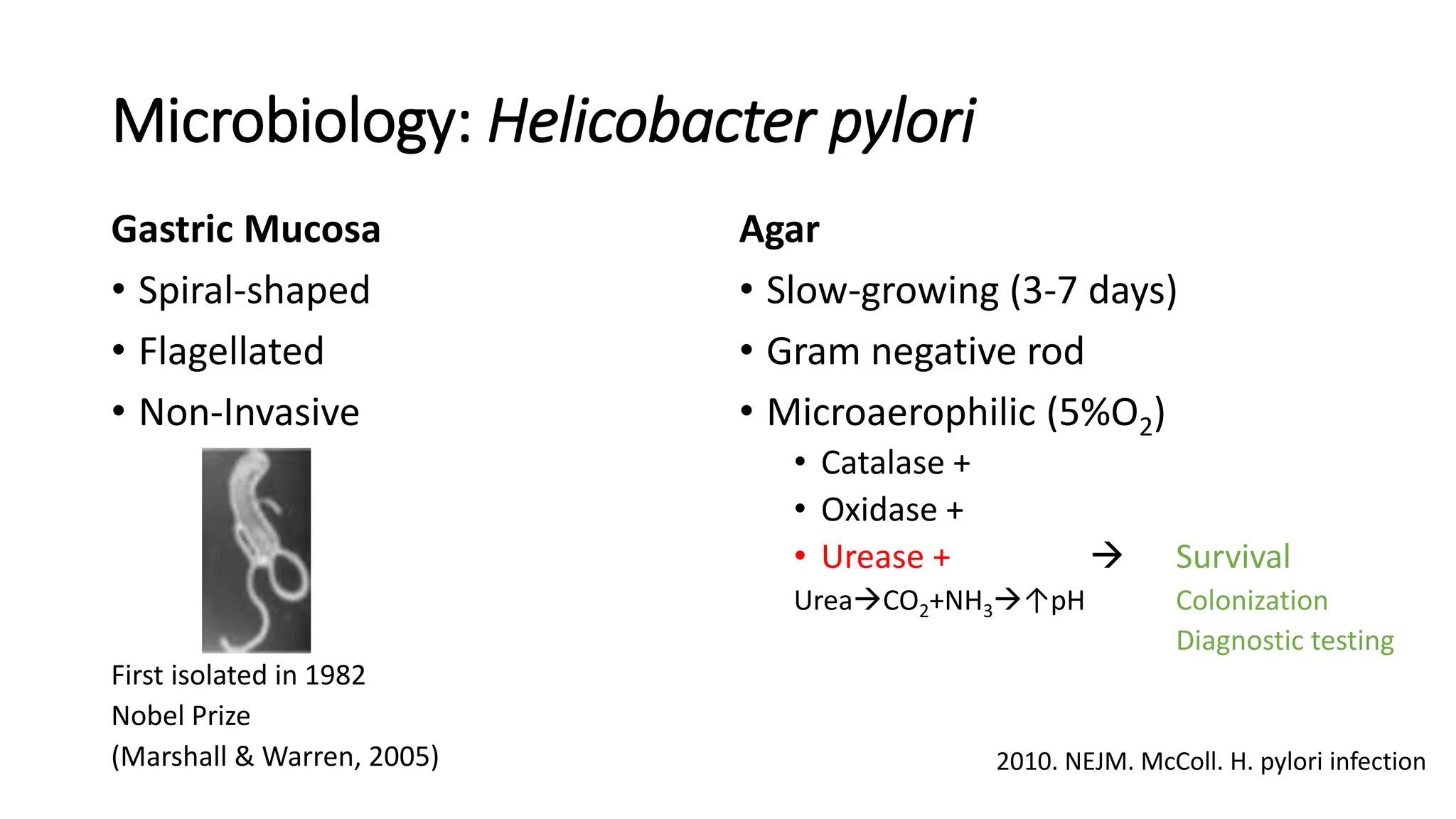 H.-pylori infection. H.-pylori infection. | PPTX
