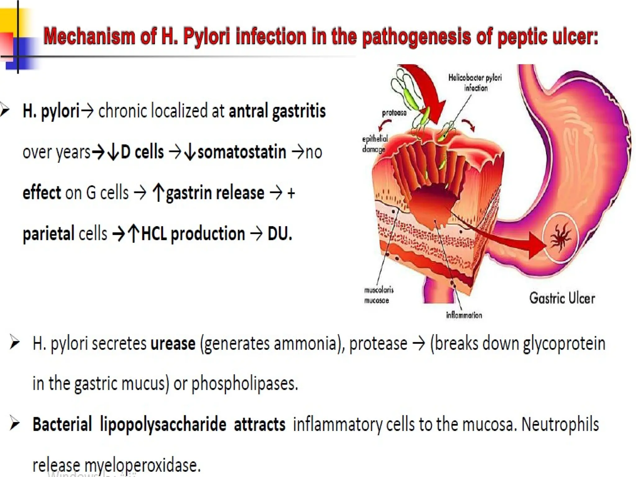 Presentation about H.pylori infection .pptx