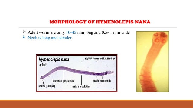 H.nana.pptx Manoj Mahato Msc.Clinical micro | PPTX