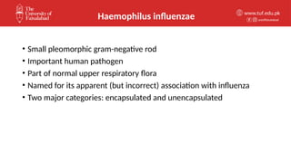 Haemophilus influenzae gram negative rods | PPTX