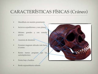 H Erectus | PPTX