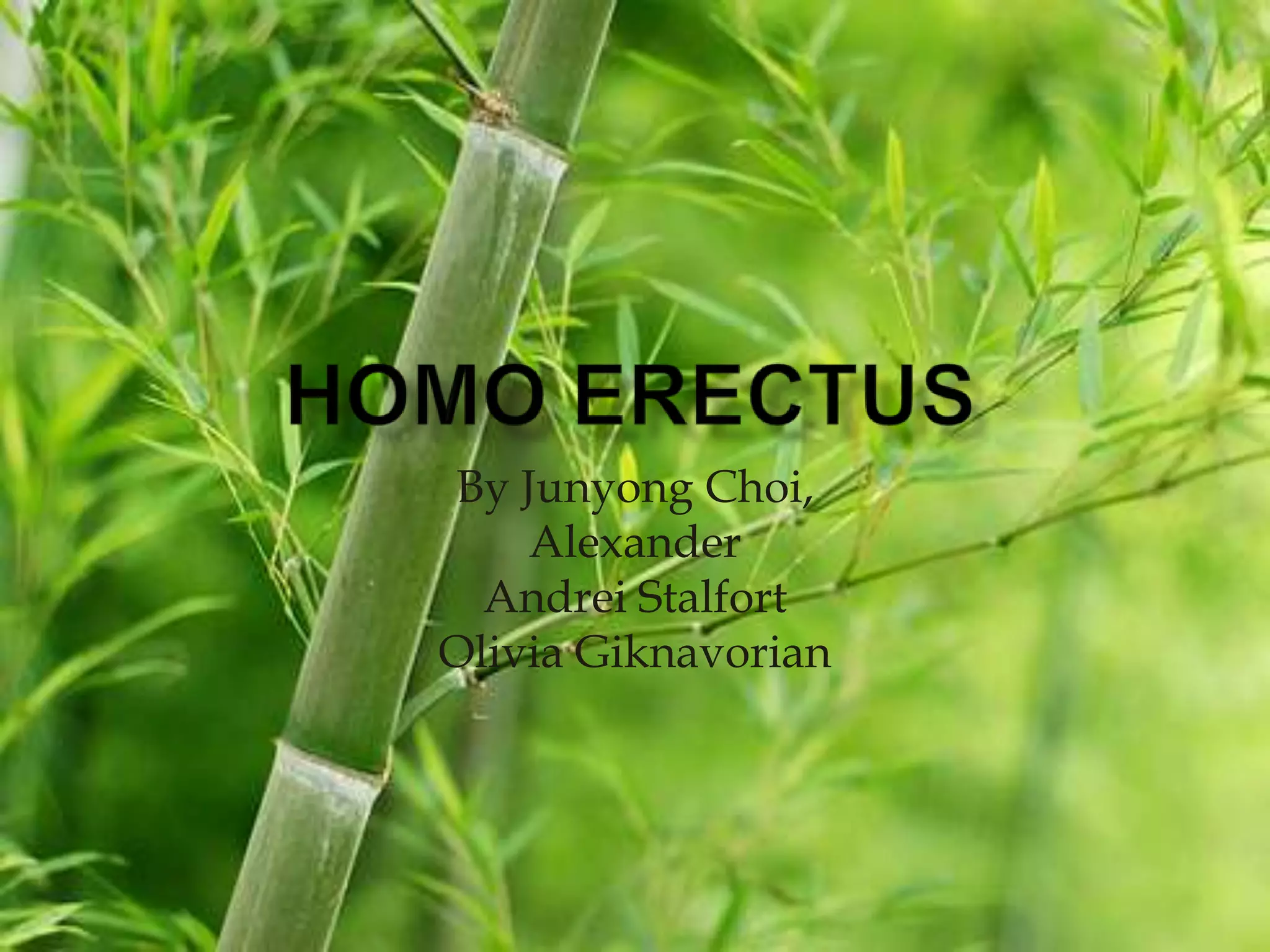 H. erectus presentation | PPTX