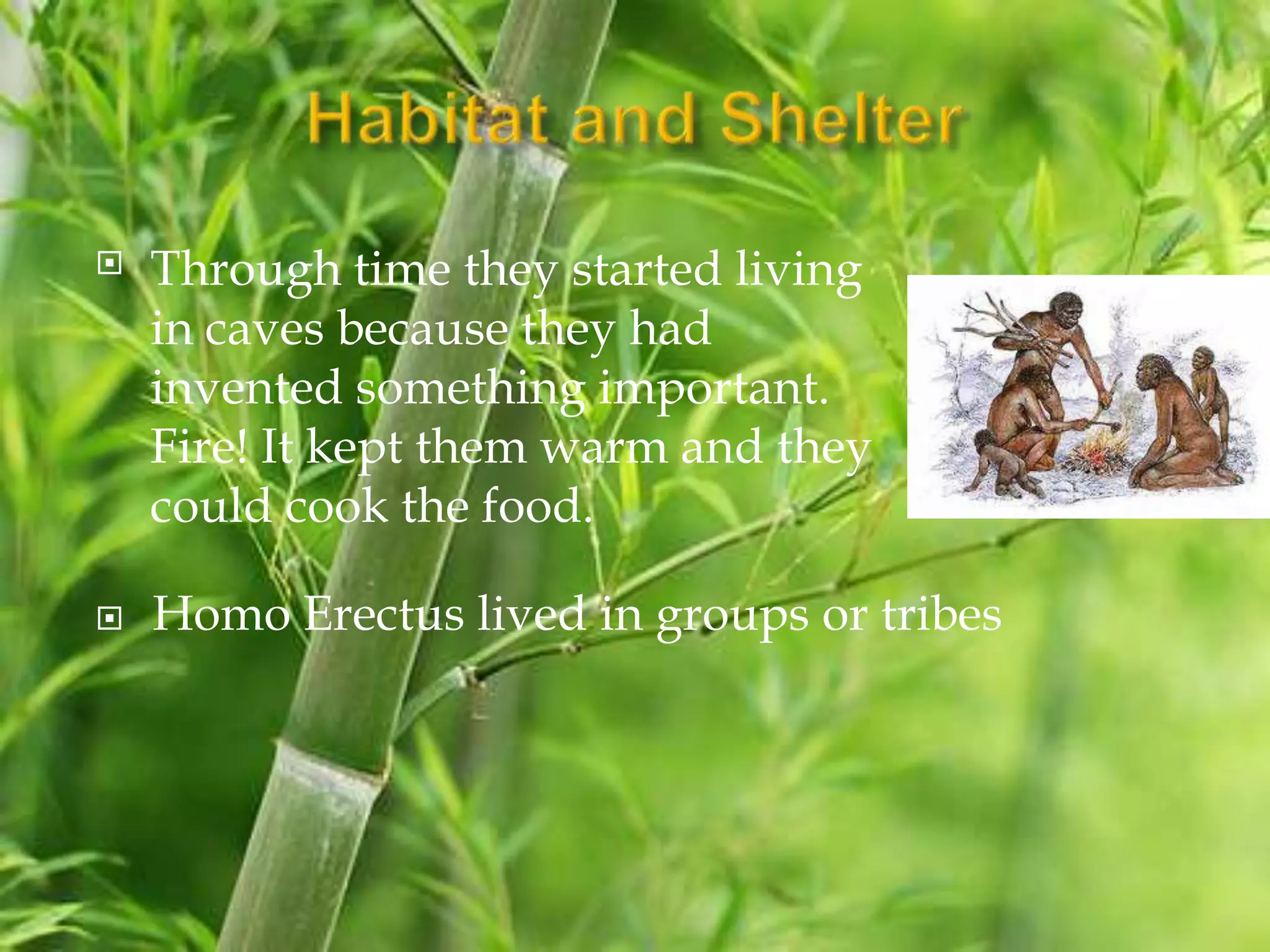 H. erectus presentation | PPTX