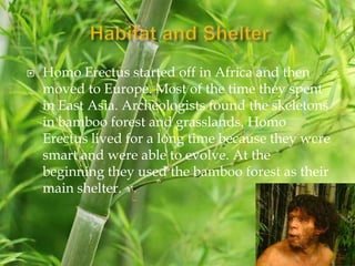 H. erectus presentation | PPTX
