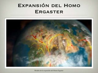 H Ergaster | PPT