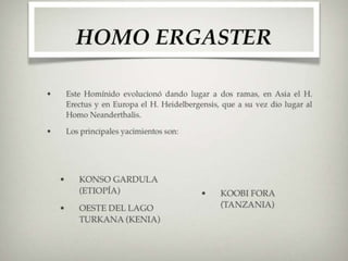 H Ergaster | PPT