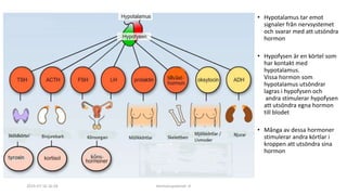 H -hormonsystemet-edited-av-daniel-v05 | PPTX