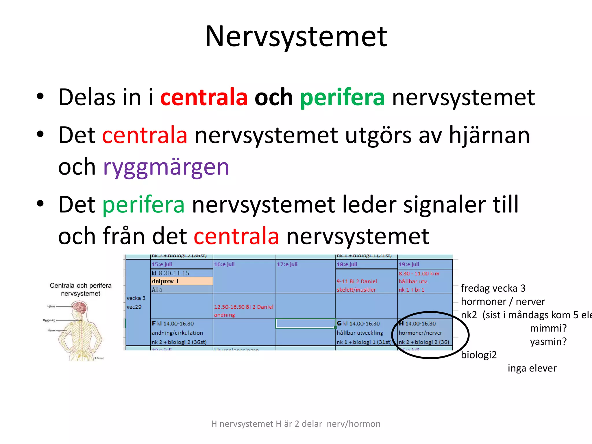 H -nervsystemet-edited-daniel-v06 | PPTX | Brain and Nervous System ...