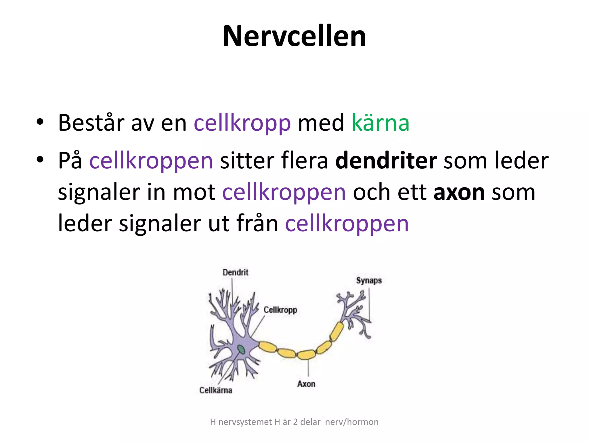 H -nervsystemet-edited-daniel-v06 | PPTX | Brain and Nervous System ...