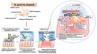 Helicobacter Pylori current medical management, | PDF