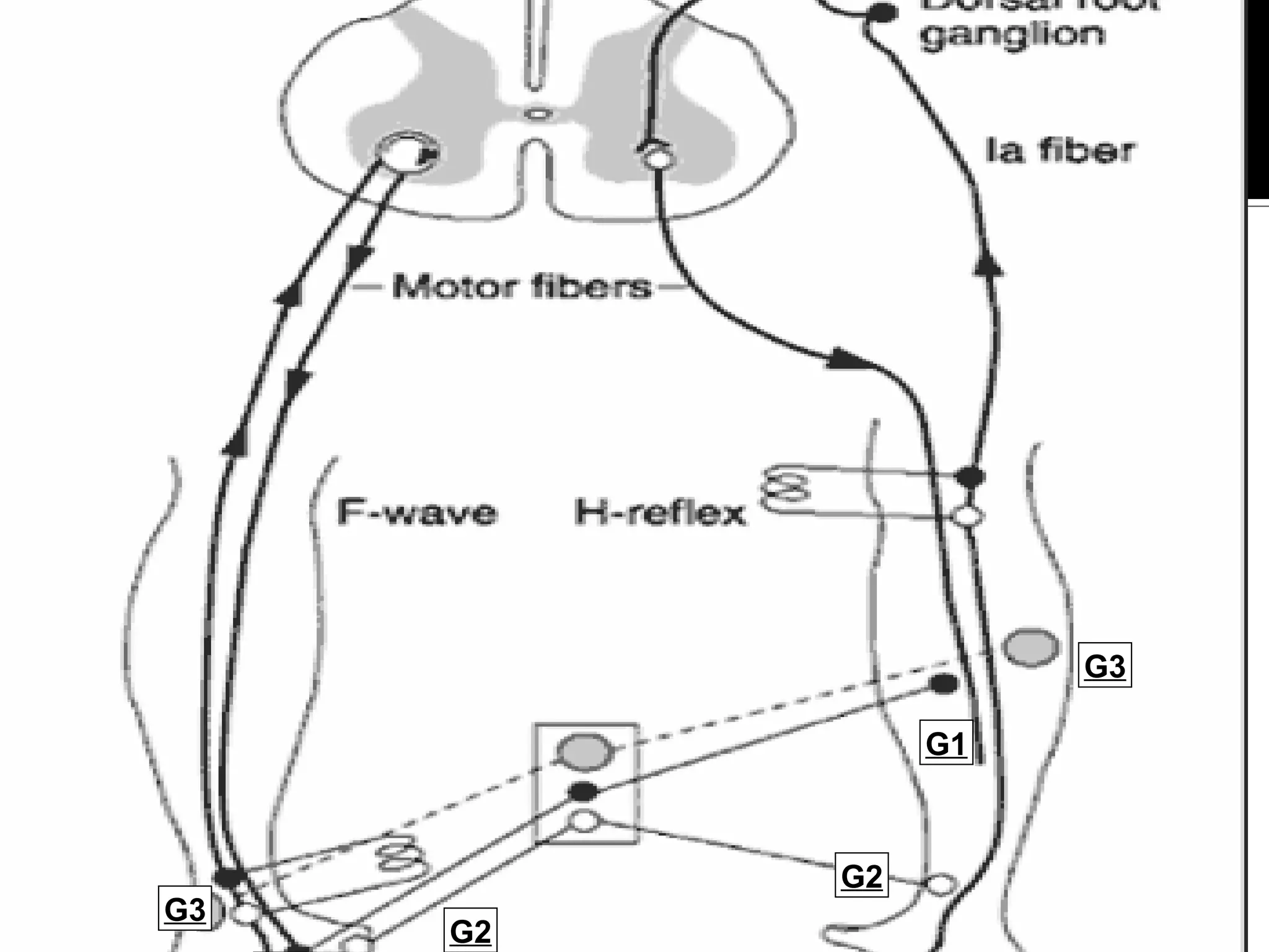 H reflex (Hoffmann's Reflex) | PPT