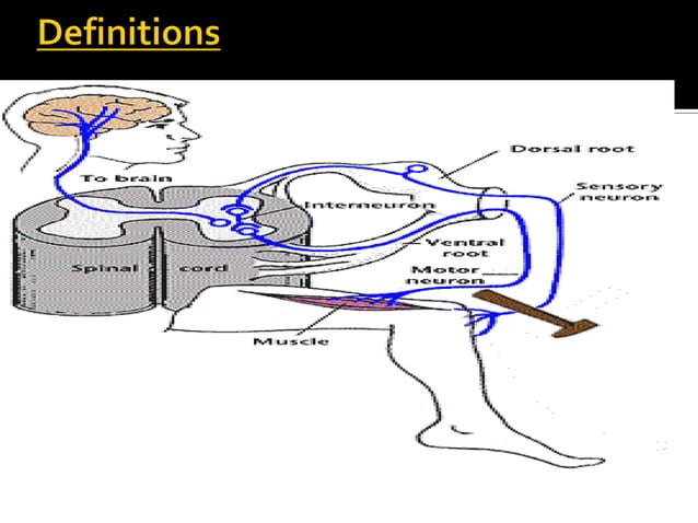 H reflex (Hoffmann's Reflex) | PPT