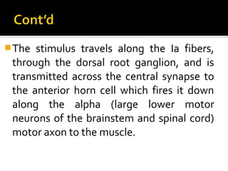 H reflex (Hoffmann's Reflex) | PPT