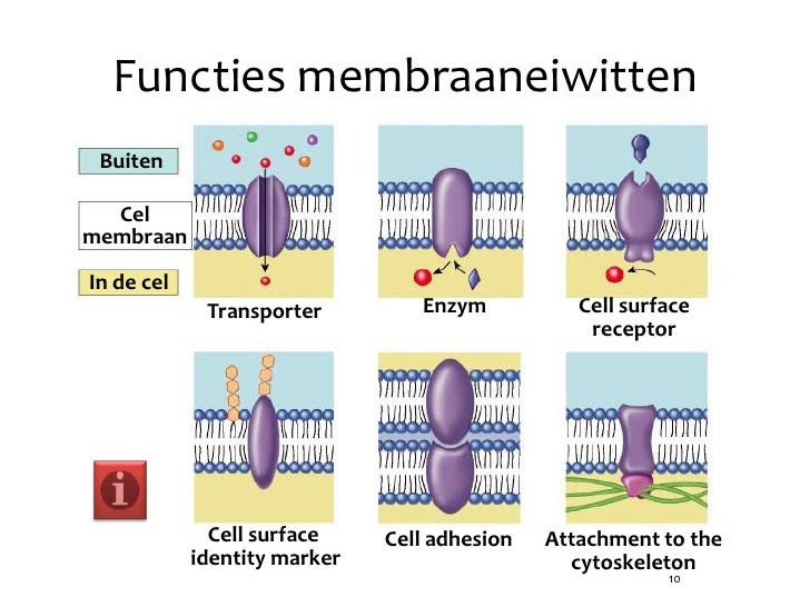 Hoofdstuk 05 - Audesirk