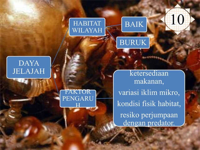Keanekaragaman Rayap Tanah di Hutan Pendidikan, Gunung Walat, Sukabumi ...