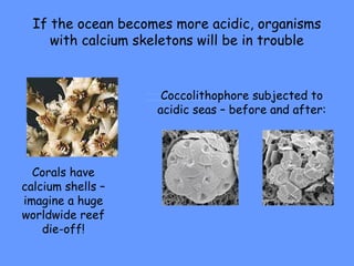 10 Marine Sediments Notes | PPT | Geology | Science