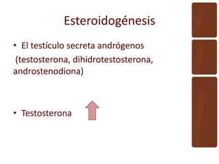 Hormonas masculinas | PPTX