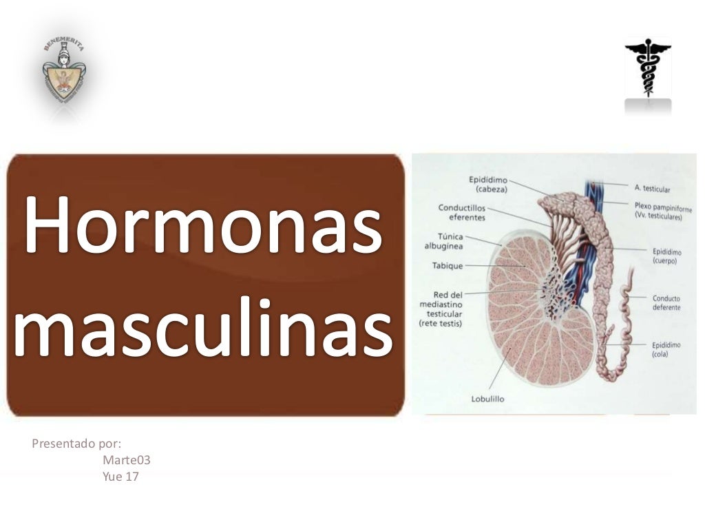 Hormonas Masculinas