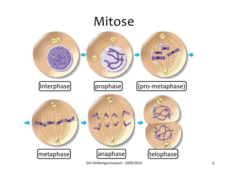 Hoofdstuk 11 - Audesirk