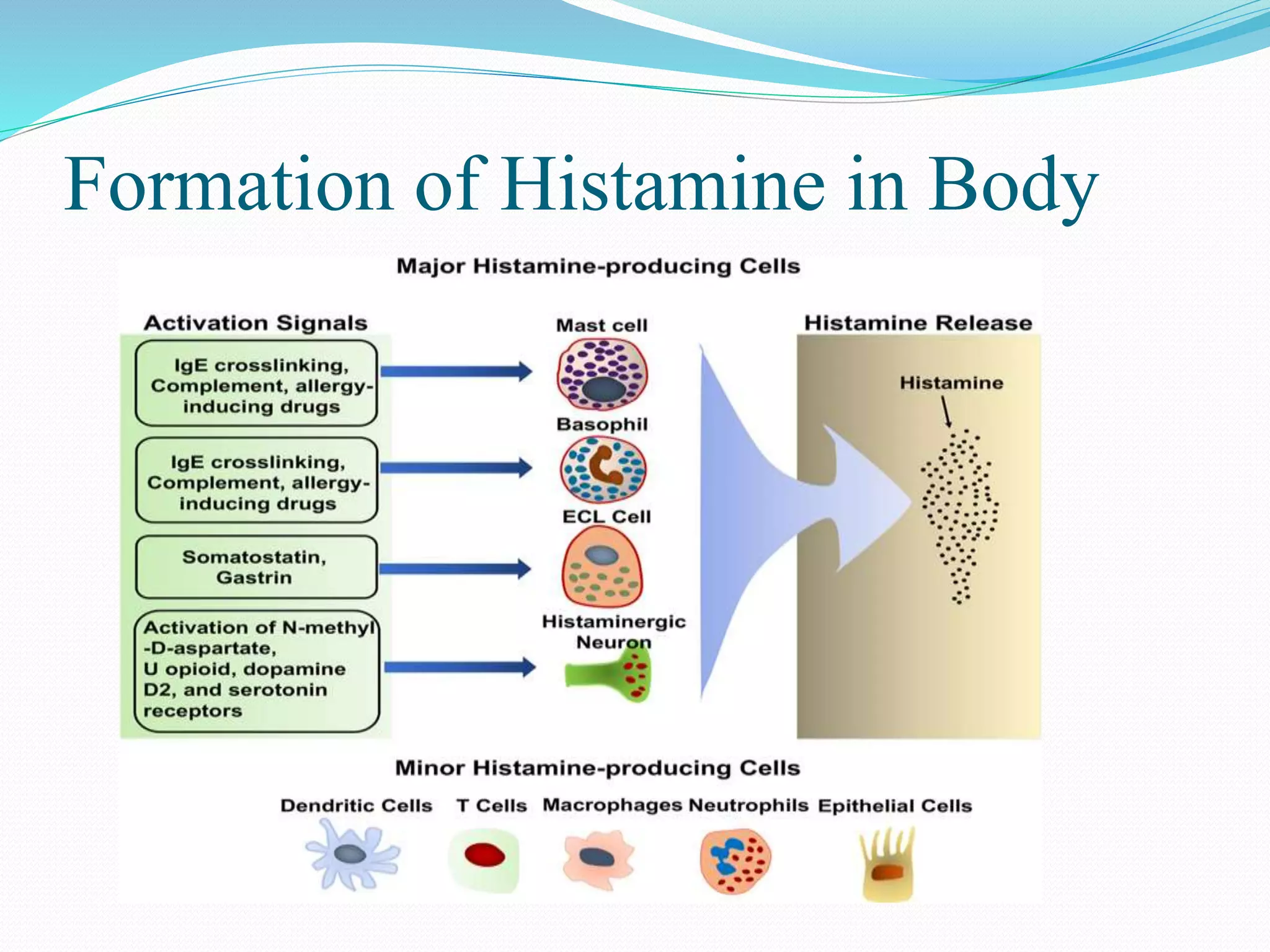 H1 & H2 receptor antagonist | PPTX