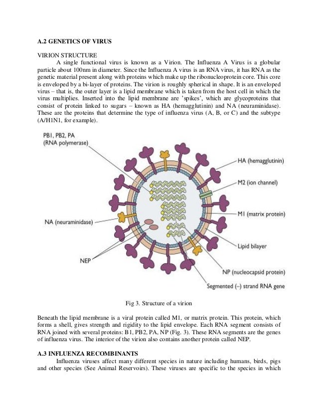 Influenza Virus Structure
