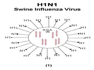 H1 N1 Influenza A virus, its Transmission Indoor Air & Role of HVAC | PPT