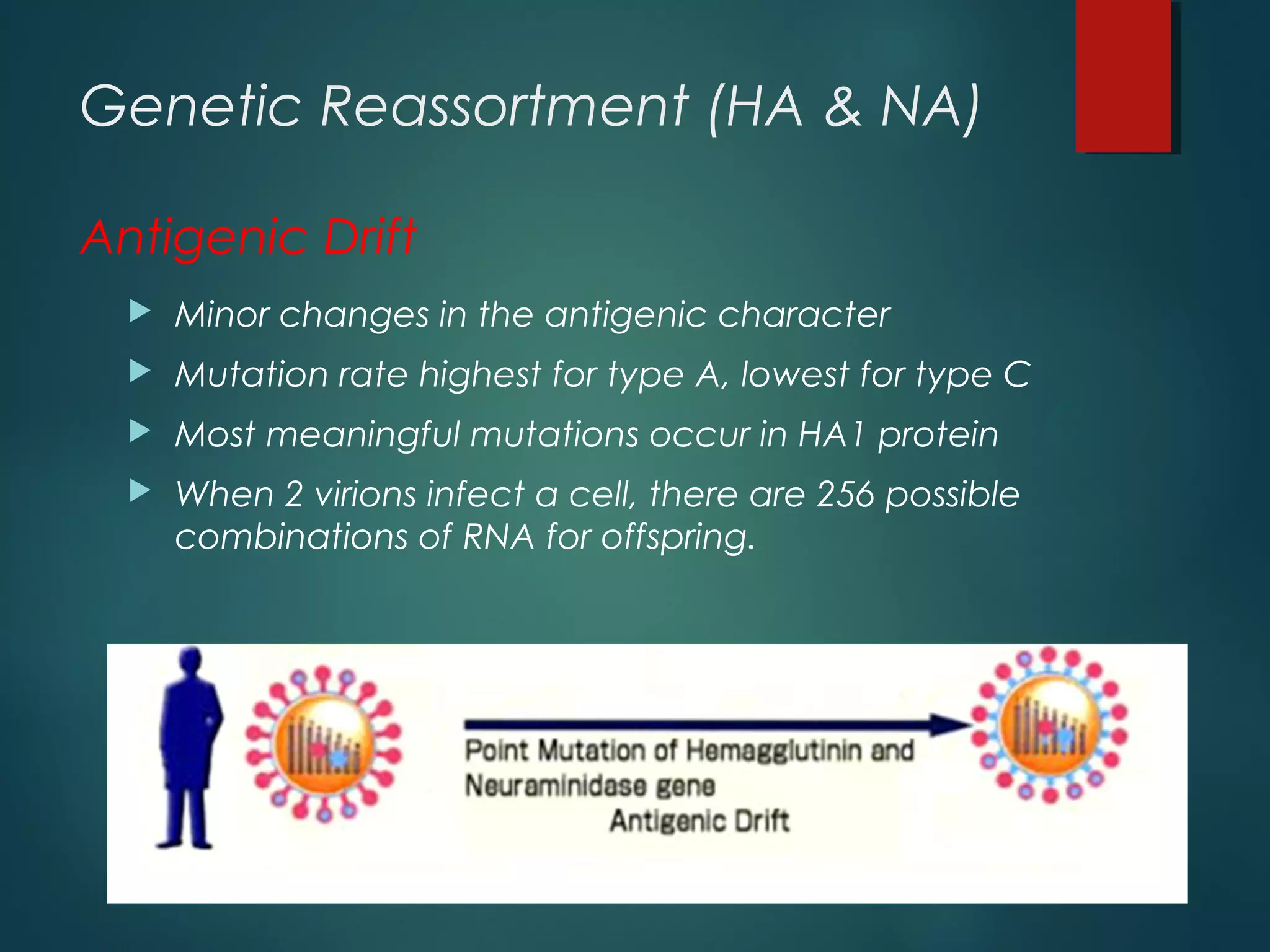 H1 N1 influenza (swine flu) | PPT