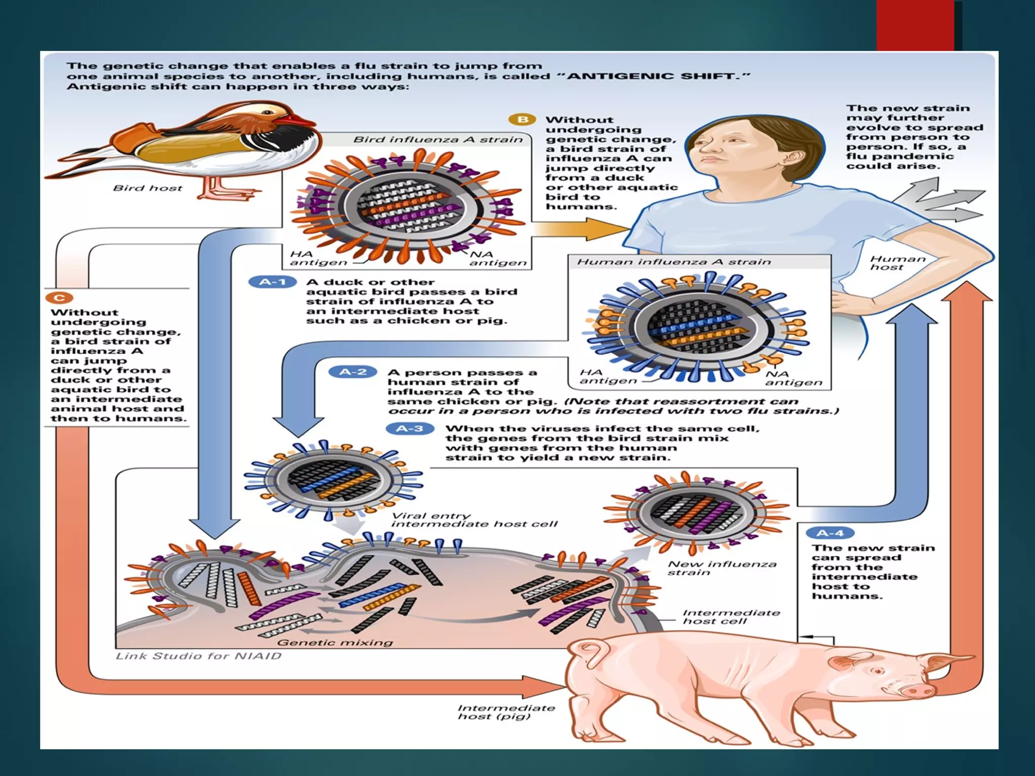 H1 N1 influenza (swine flu) | PPT