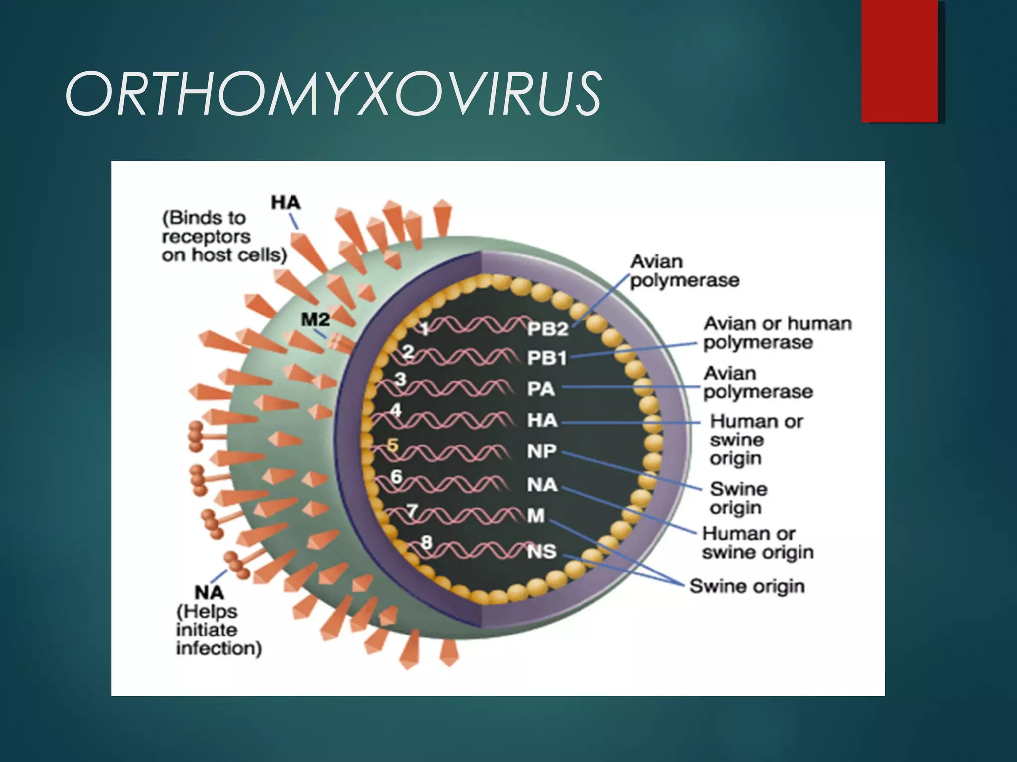 H1 N1 influenza (swine flu) | PPT