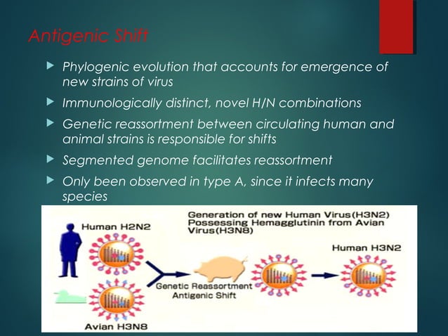 H1 N1 influenza (swine flu) | PPT