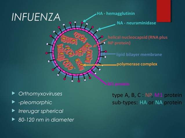 H1 N1 influenza (swine flu) | PPT