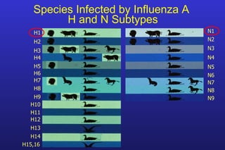 H1 N1 Powerpoint | PPT