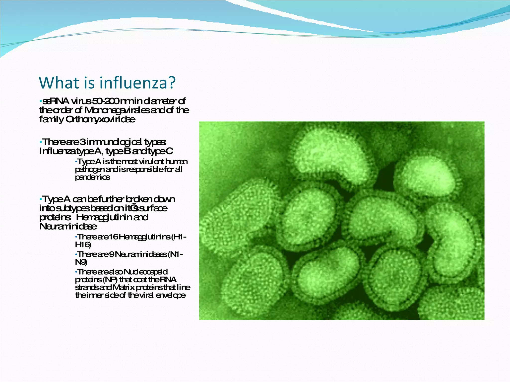 Influenza Viruses | PPT
