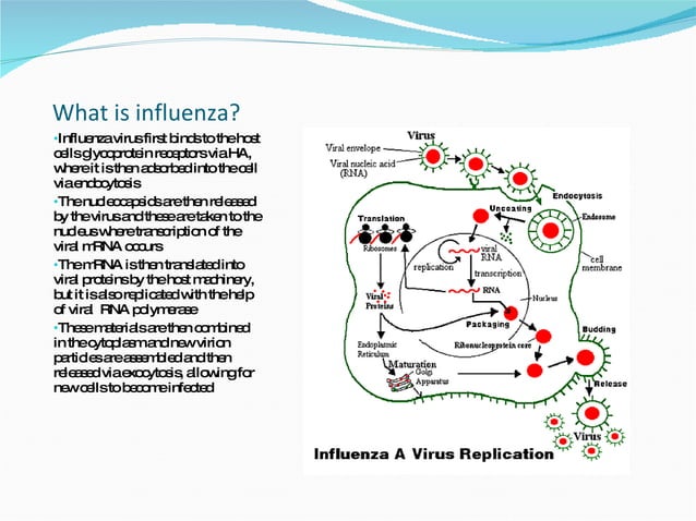 Influenza Viruses | PPT