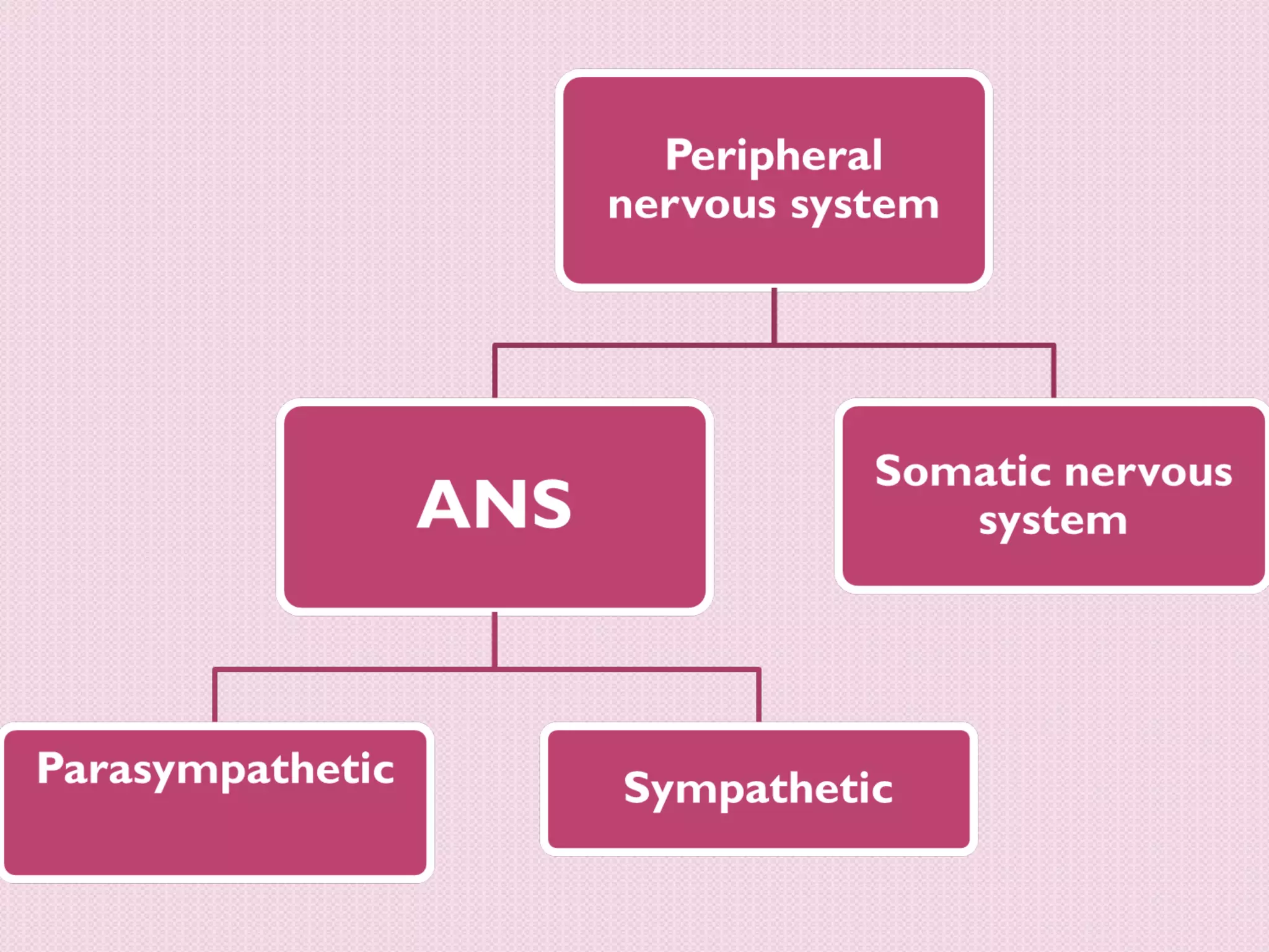 4.cholinergic and anticholinergics | PPT