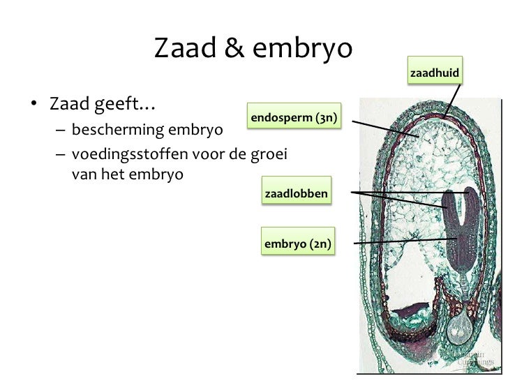 Hoofdstuk 21 - Audesirk