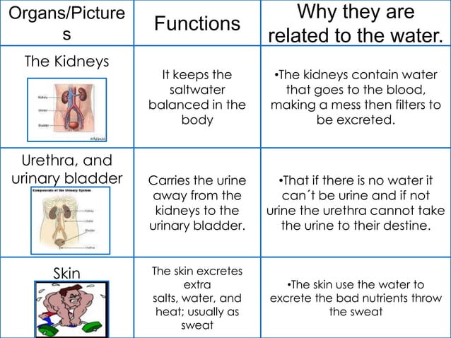 H2O and Excretion !! | PPT