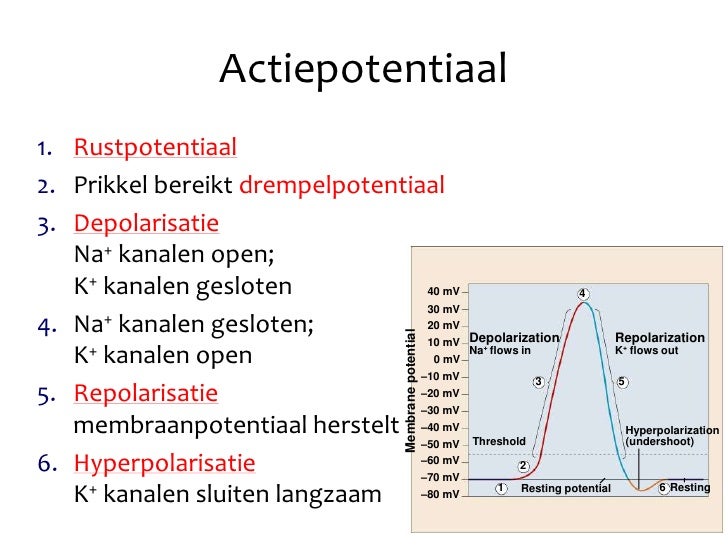 Hoofdstuk 38 - Audesirk