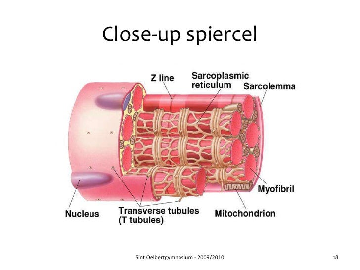 Hoofdstuk 39 - Audesirk
