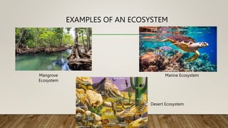 ECOLOGY_(grade_7).pptx