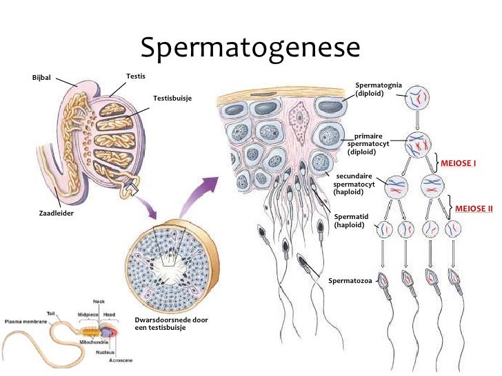Hoofdstuk 40 - Audesirk