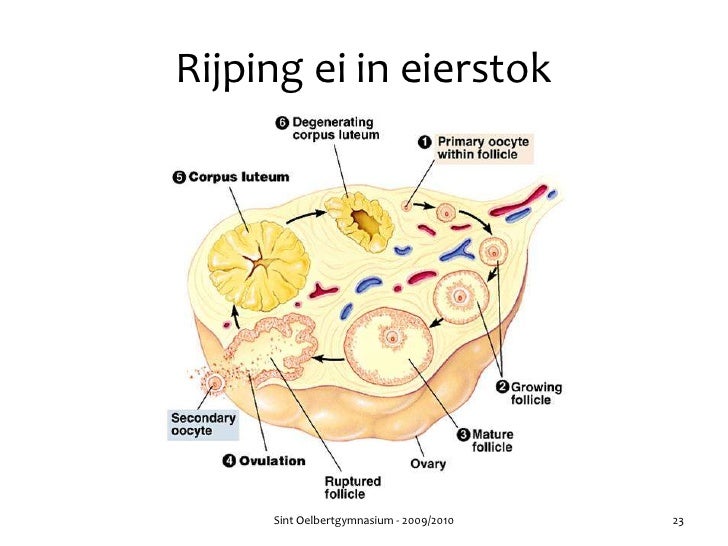 Hoofdstuk 40 - Audesirk